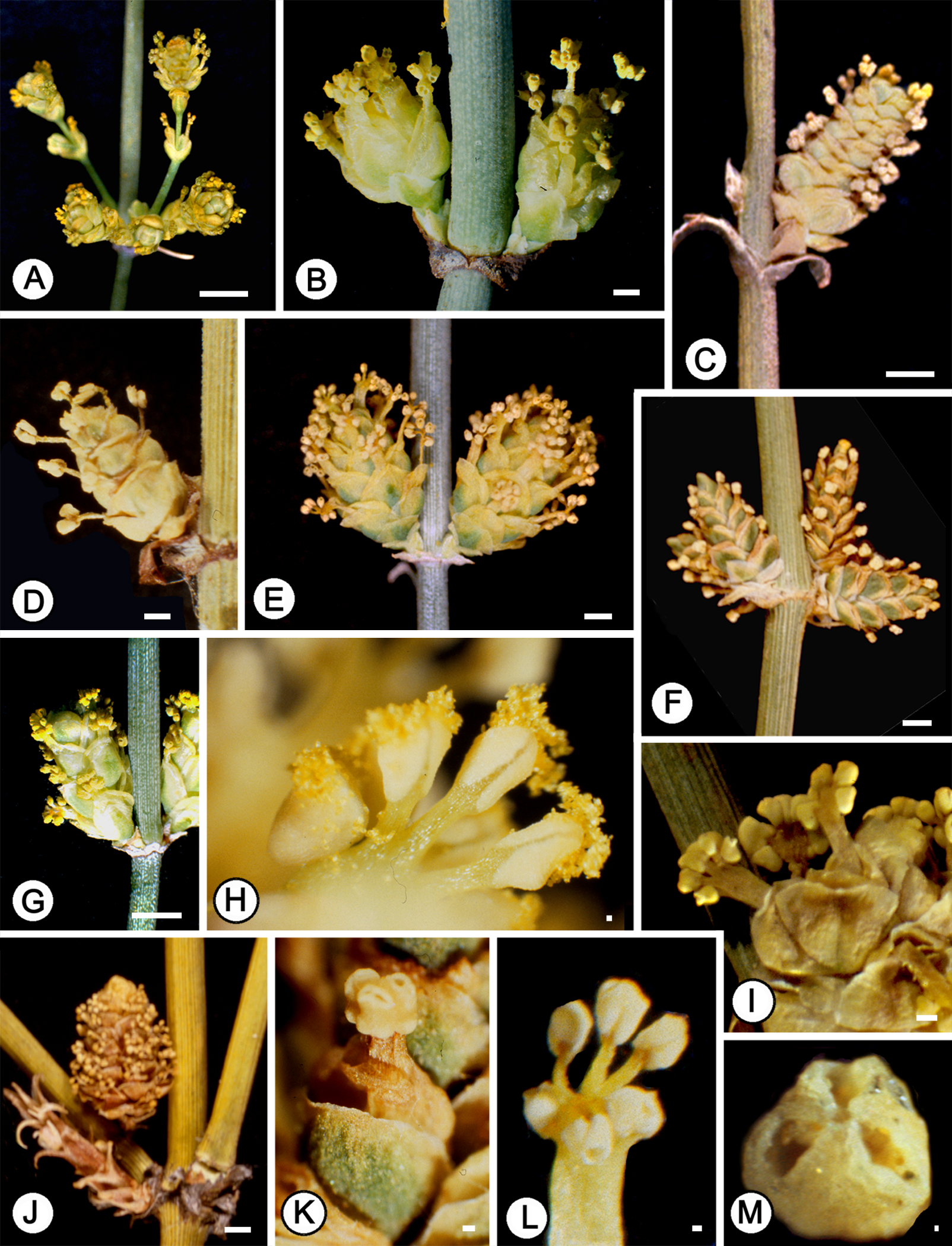 staminate_strob – Frontier Botany